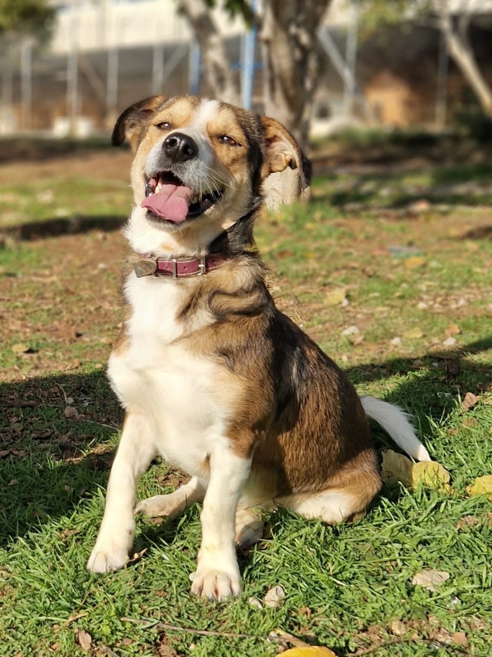 Babis - Hardluckpaws