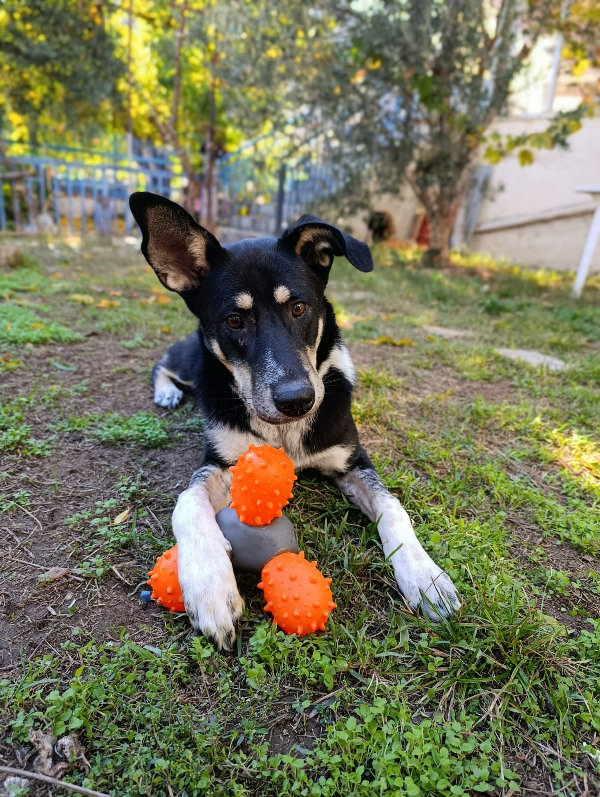 North - Hardluckpaws