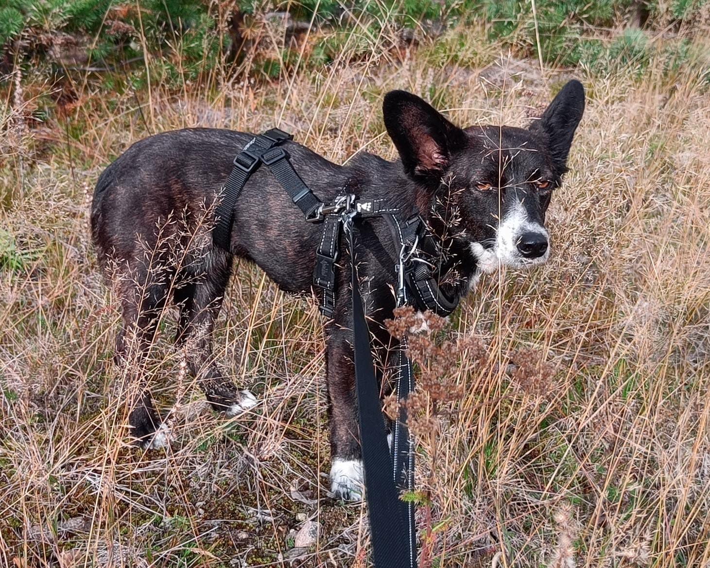 Lucie (Suomessa) - Hardluckpaws