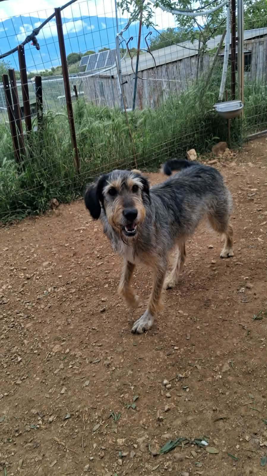 Dora - Hardluckpaws